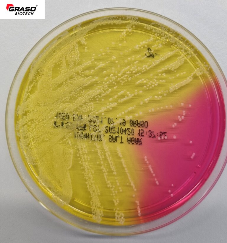 Mannitol Salt Agar / Chapman Agar – Zazyro Grup